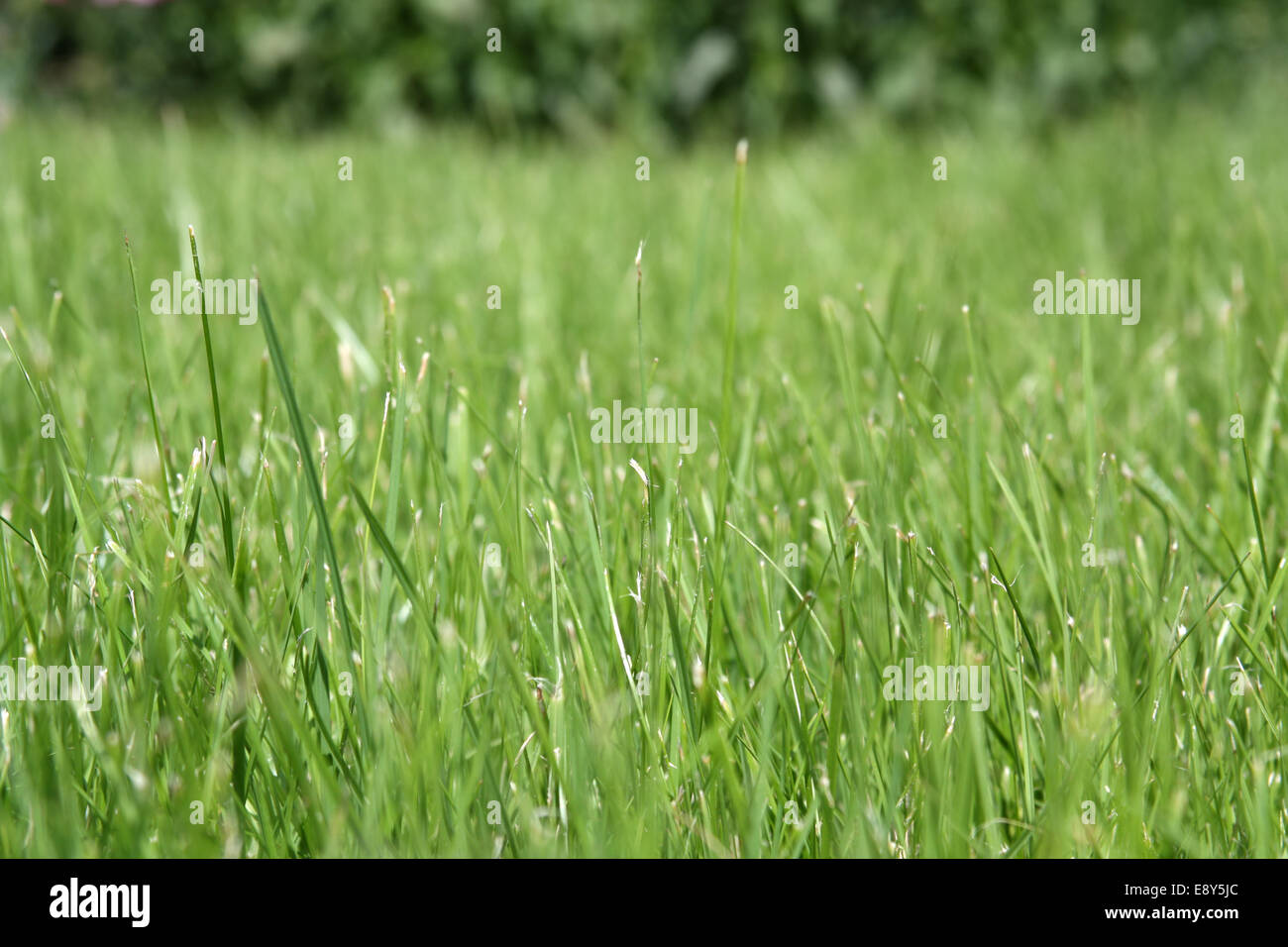 Background of fresh grass Stock Photo - Alamy