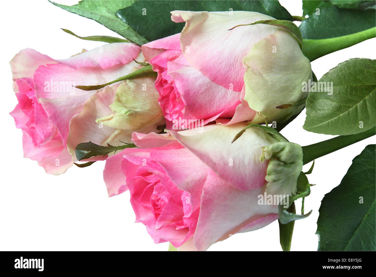 Bouquet of pink roses. Isolated on white Stock Photo - Alamy