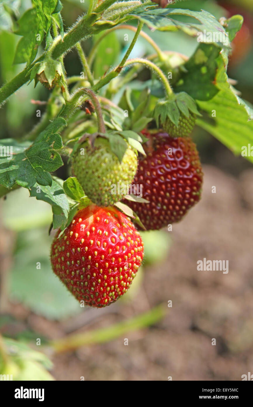 Red strawberry growing in a garden Stock Photo - Alamy