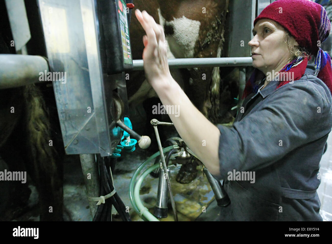 Maid milking a cow hi-res stock photography and images - Alamy