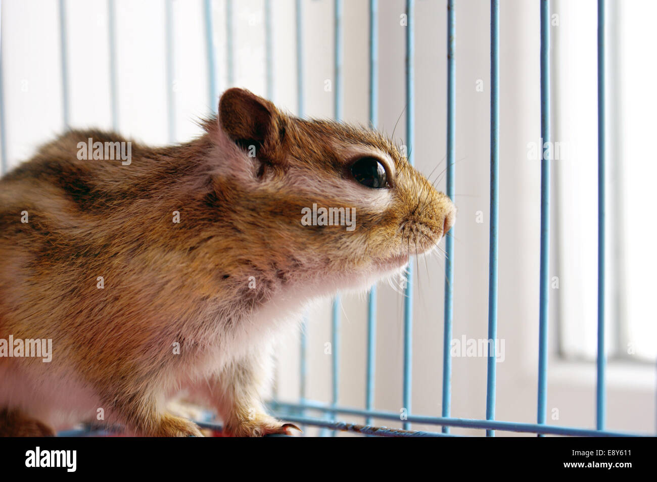 Chipmunk nose hi-res stock photography and images - Alamy