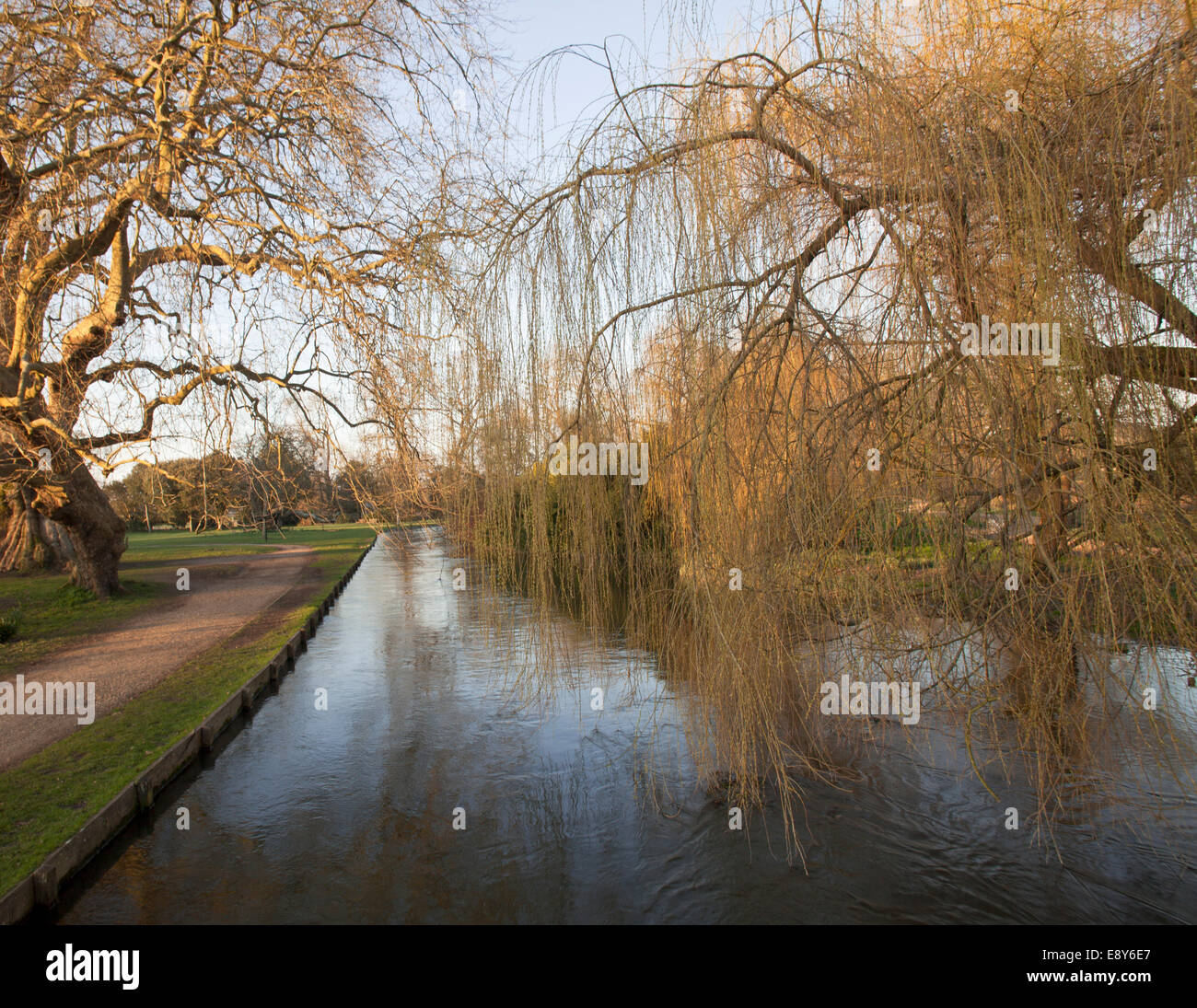 Weeping willows arching over the River Test At Mottisfont Hampshire in ...
