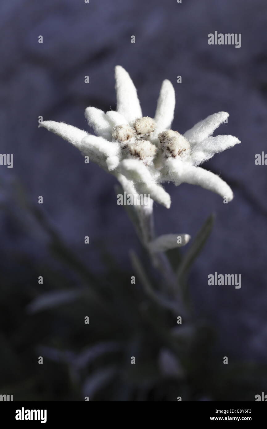 Selten gedeihen hi-res stock photography and images - Alamy