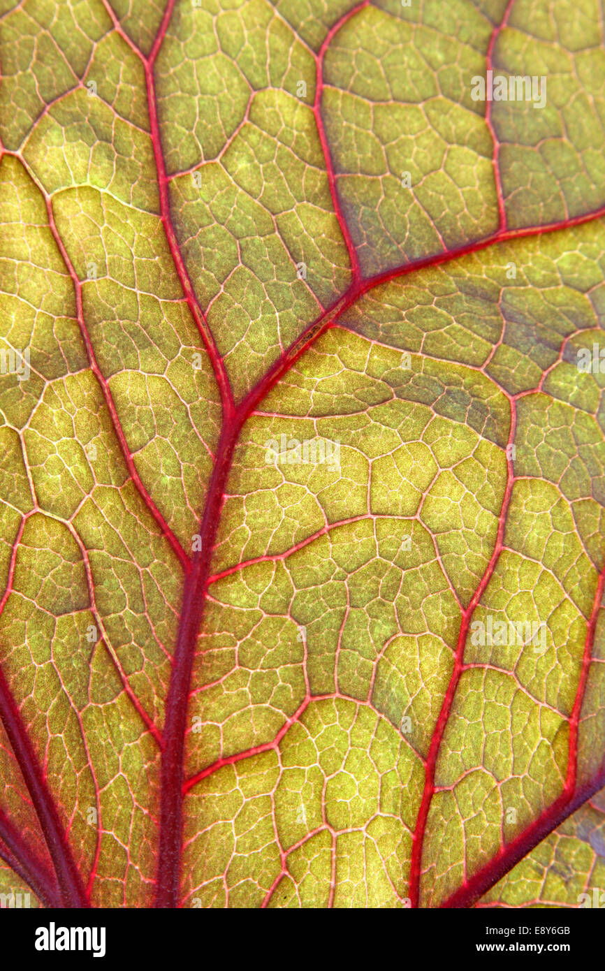 Ligularia leaf hi-res stock photography and images - Alamy