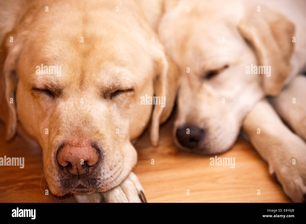 Cute Labradors High Resolution Stock Photography and Images - Alamy
