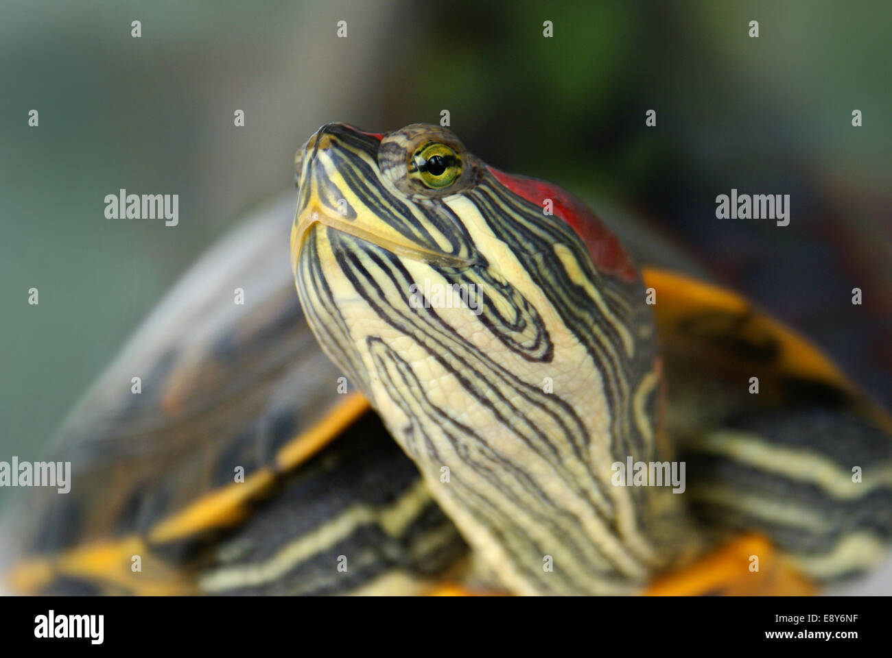 Water terrapin hi-res stock photography and images - Alamy