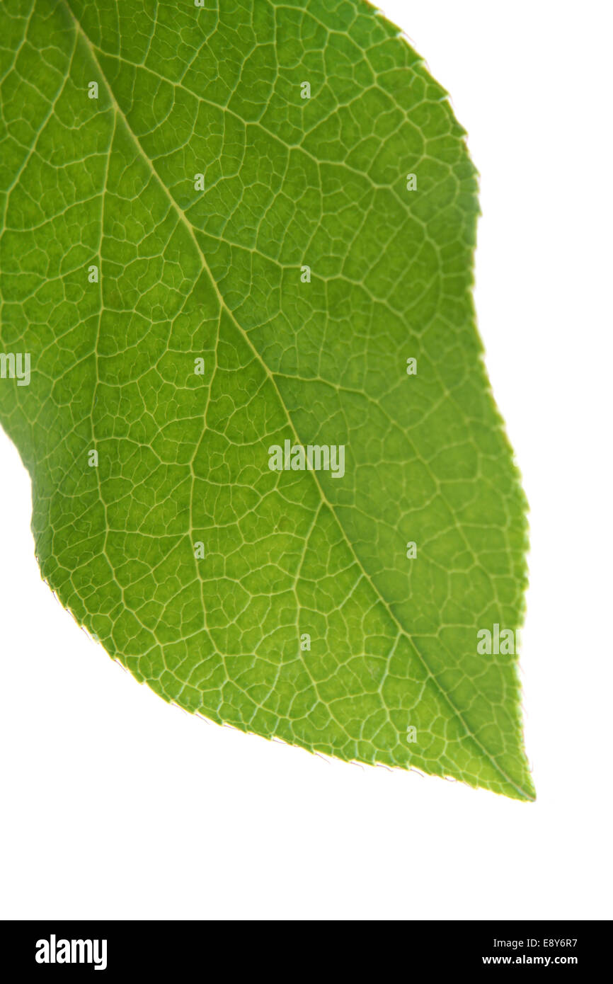Natura floral texture hi-res stock photography and images - Alamy