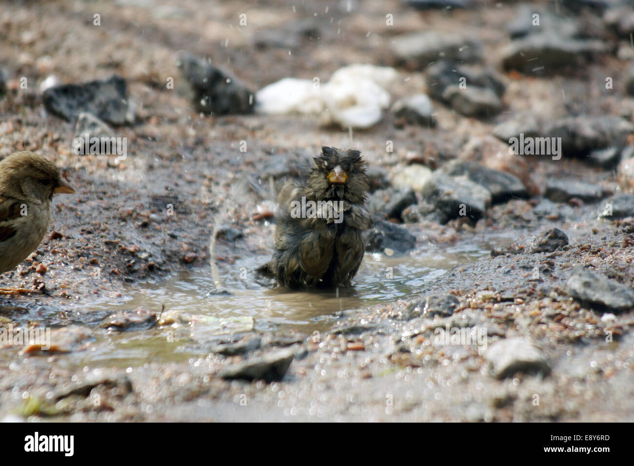 House sparrow fall hi-res stock photography and images - Alamy