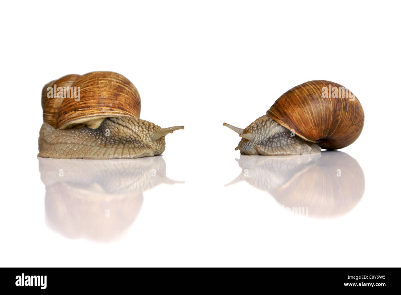 Edible snails hi-res stock photography and images - Alamy