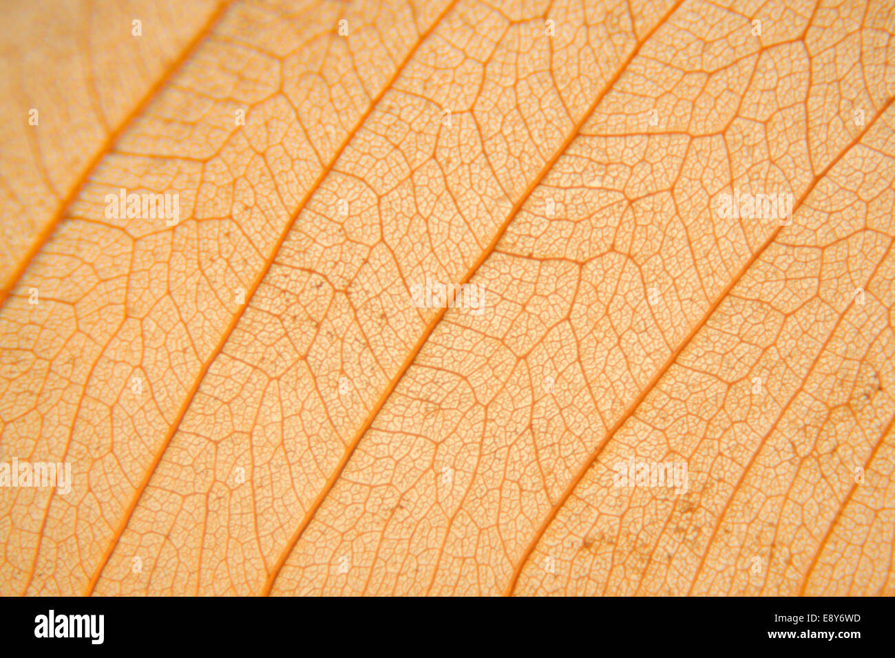 Dry leaf outline hi-res stock photography and images - Alamy