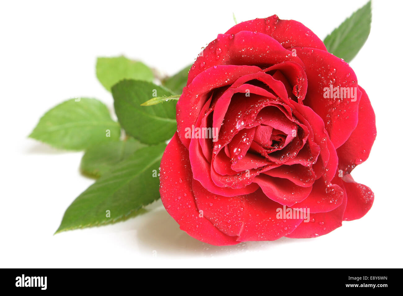 Red blooming rose buds Cut Out Stock Images & Pictures - Alamy