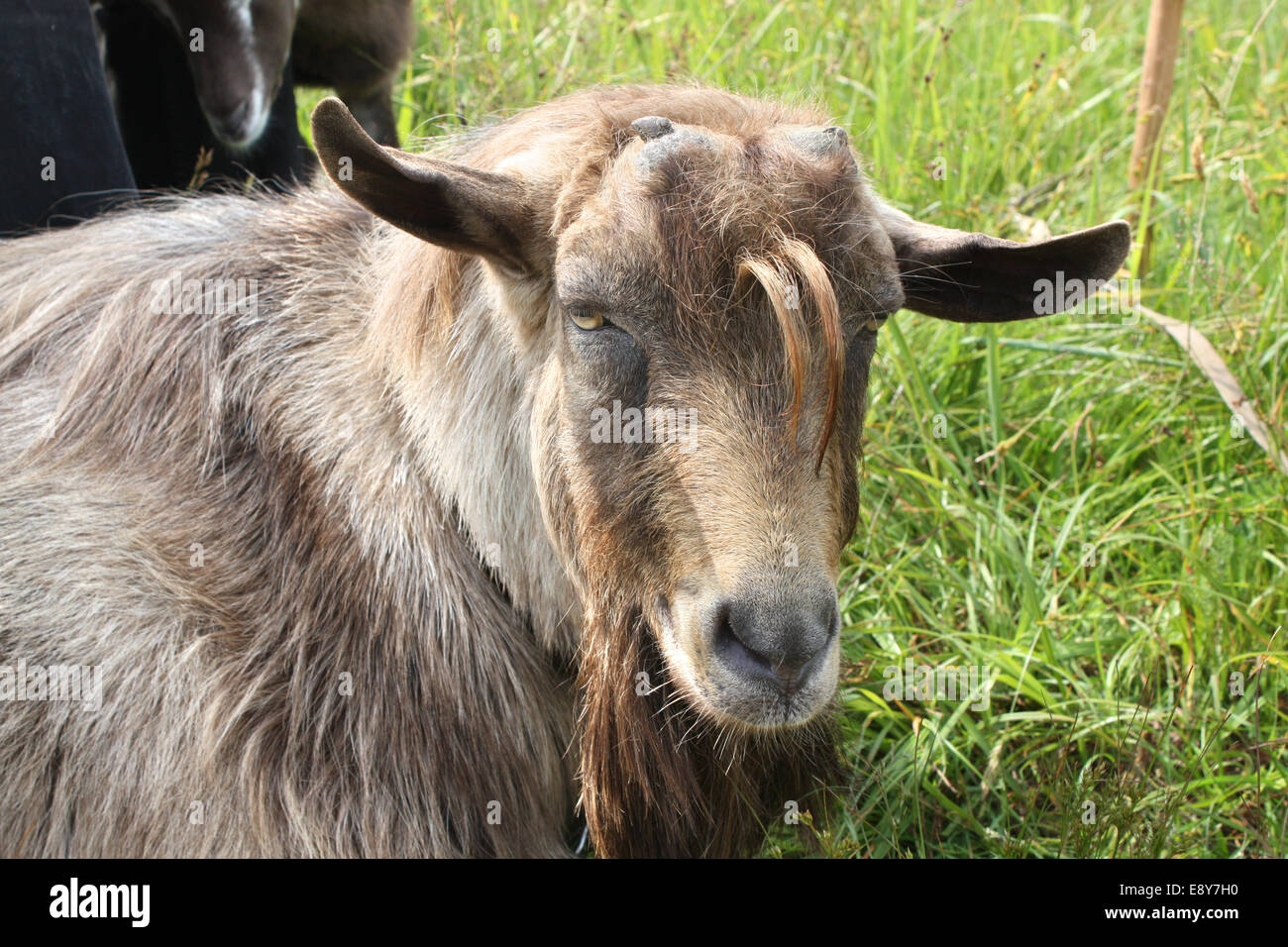 Hornless brown goat at the meadow Stock Photo - Alamy
