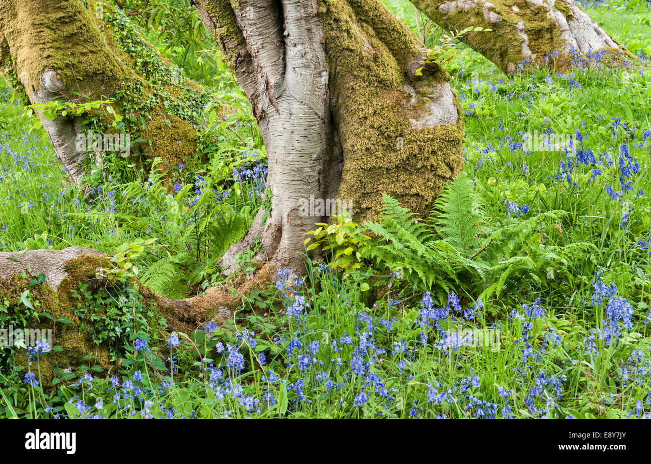 Tregrehan garden, St Austell, Cornwall, UK. Bluebells and ferns thrive ...