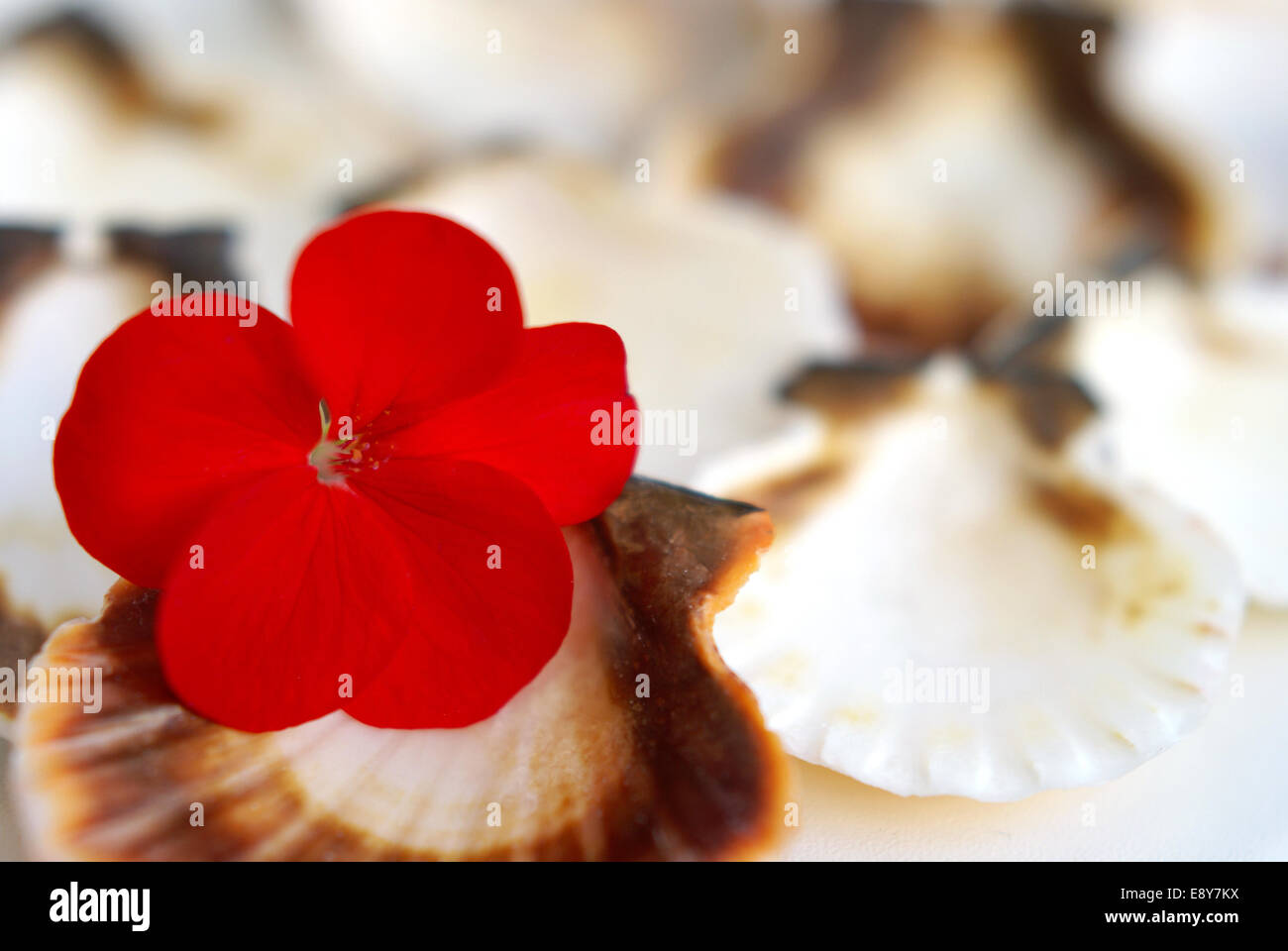 Cockleshells hi-res stock photography and images - Alamy