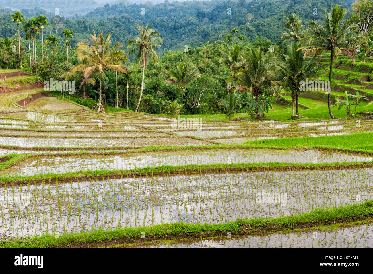 Rice terraces on the slope of the Kawah Ijen (Ijen crater), Banyuwangi ...