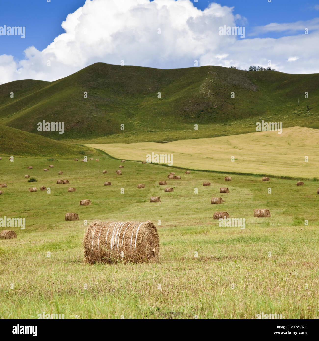 Mongolei wiesen hi-res stock photography and images - Alamy