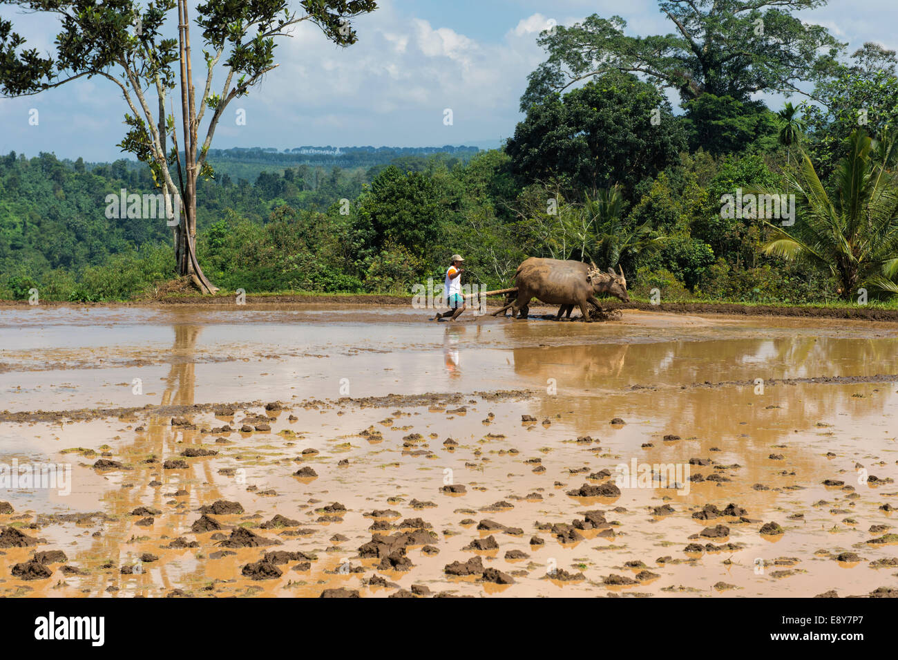 Single rice field hi-res stock photography and images - Alamy