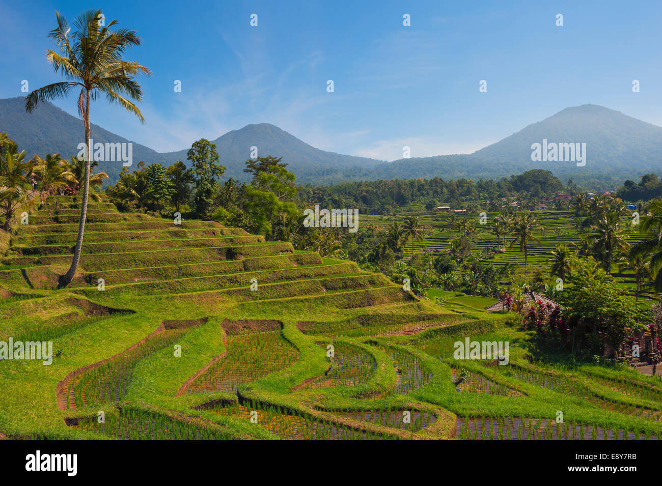 Rice terraces, Jatiluwih, Unesco World Heritage Site, Bali, Indonesia Stock Photo - Alamy