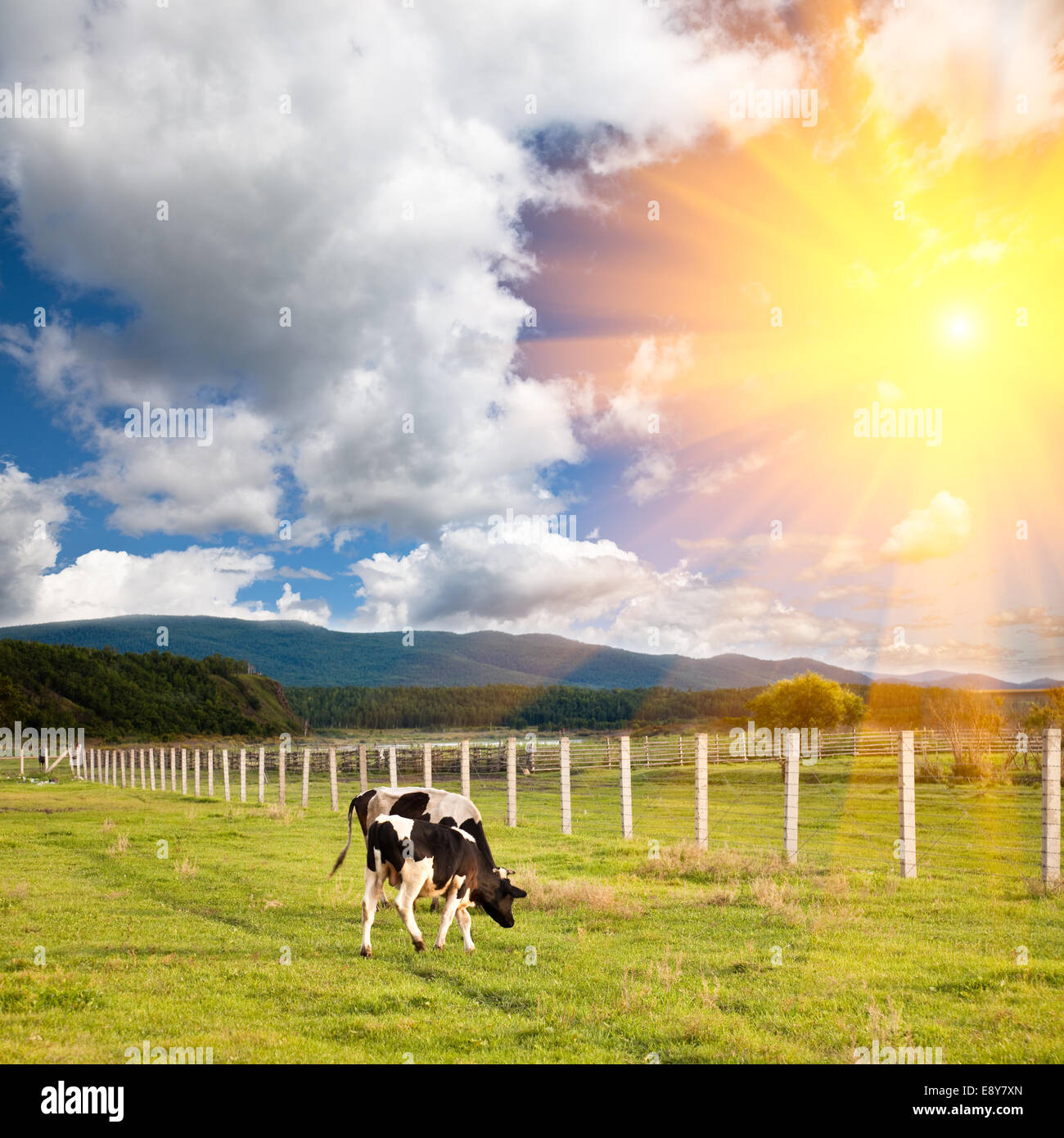 Bright cow hi-res stock photography and images - Alamy