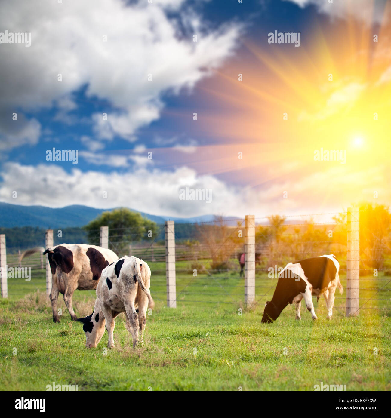 Ranching cow hi-res stock photography and images - Alamy