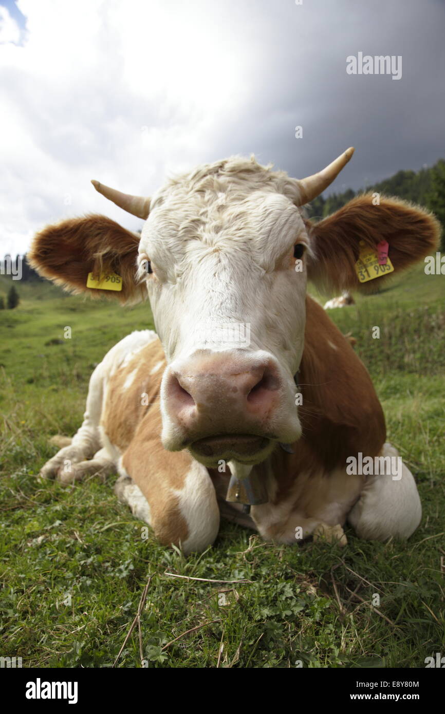 Fleckvieh cow milk hi-res stock photography and images - Alamy