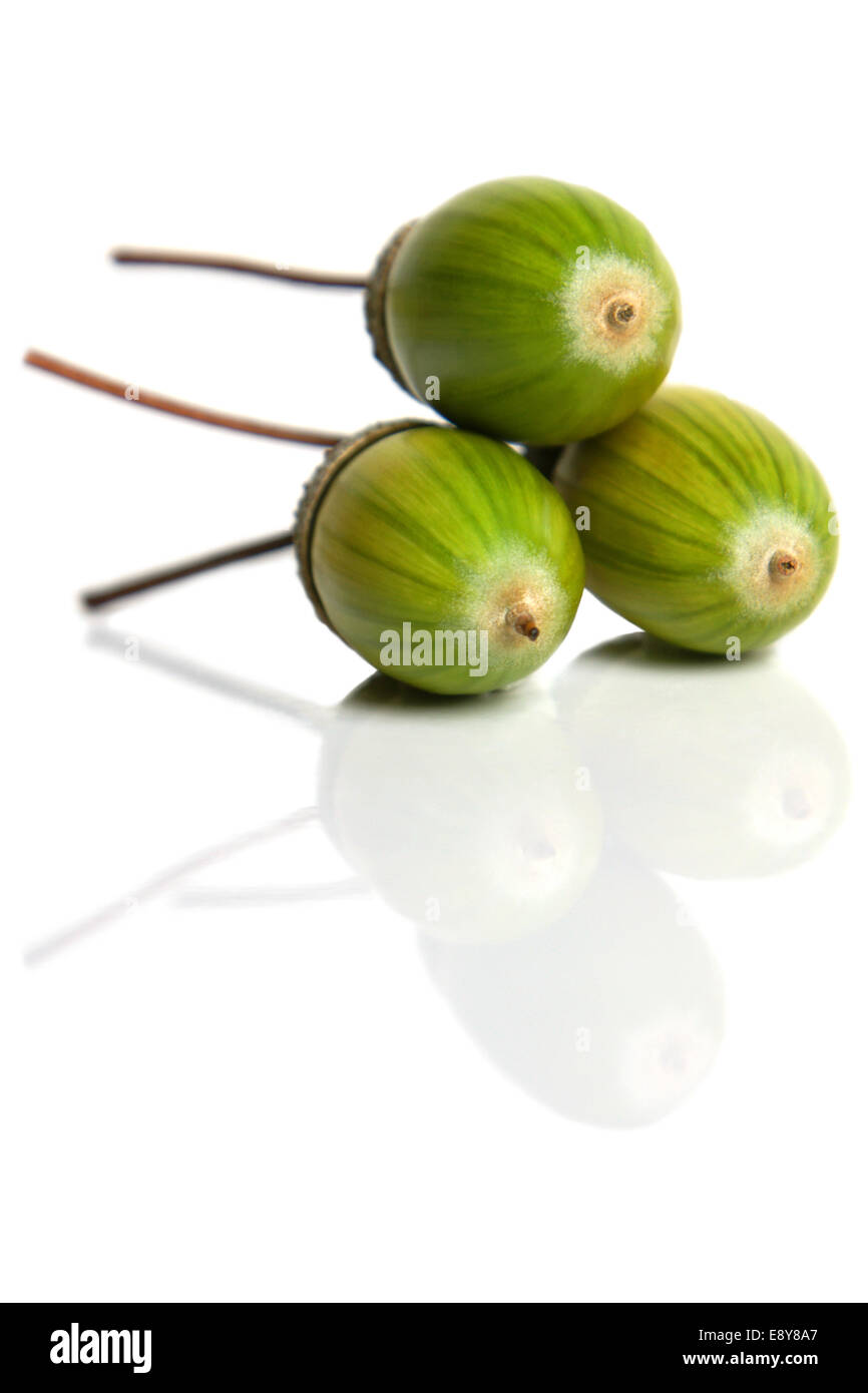 Three acorns hi-res stock photography and images - Alamy