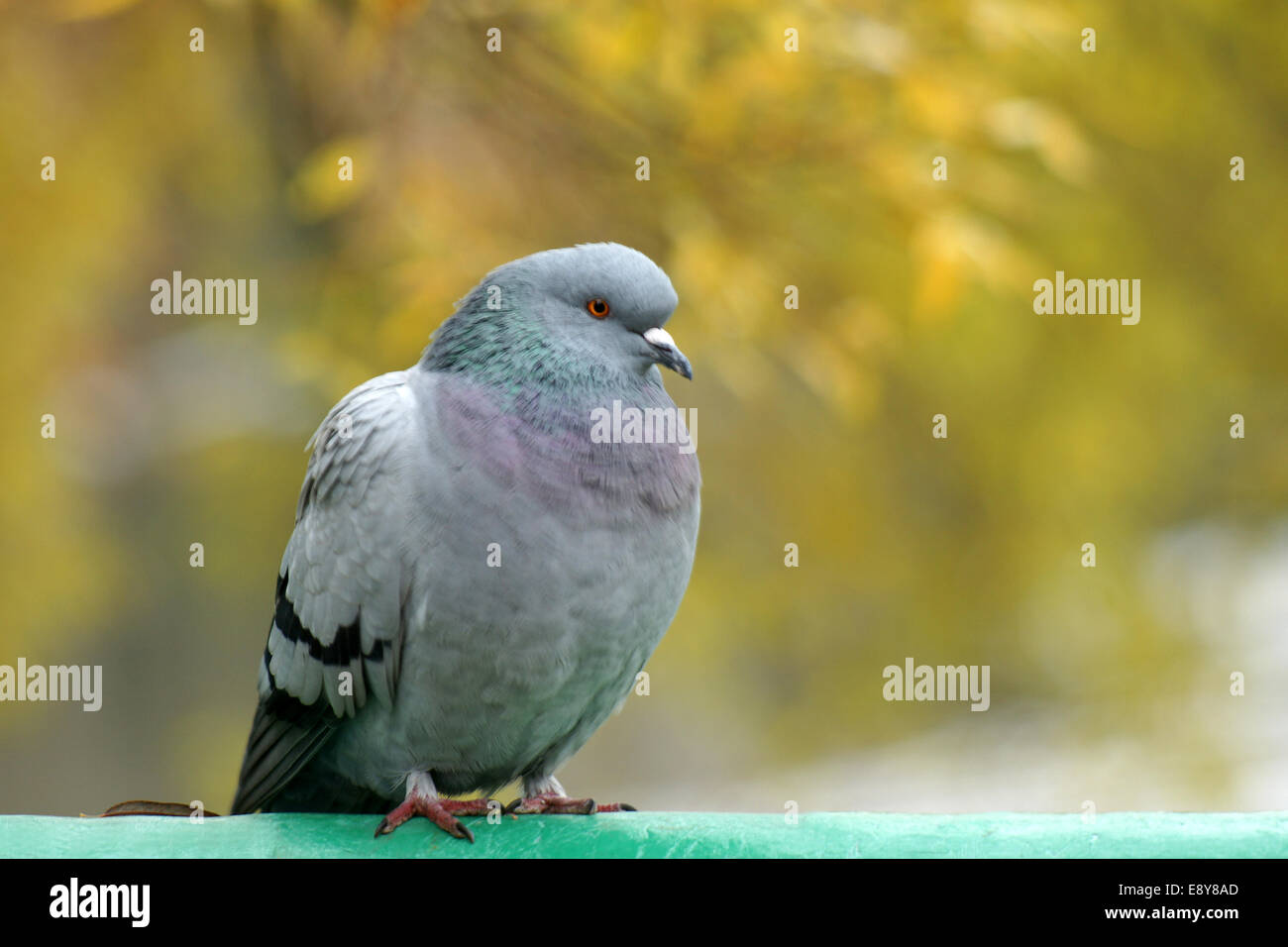 Pigeon grey hi-res stock photography and images - Alamy