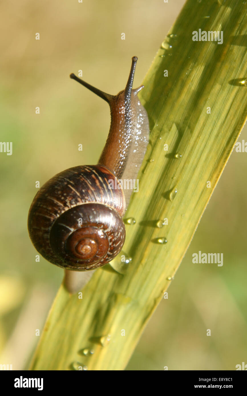Weed snail hi-res stock photography and images - Alamy