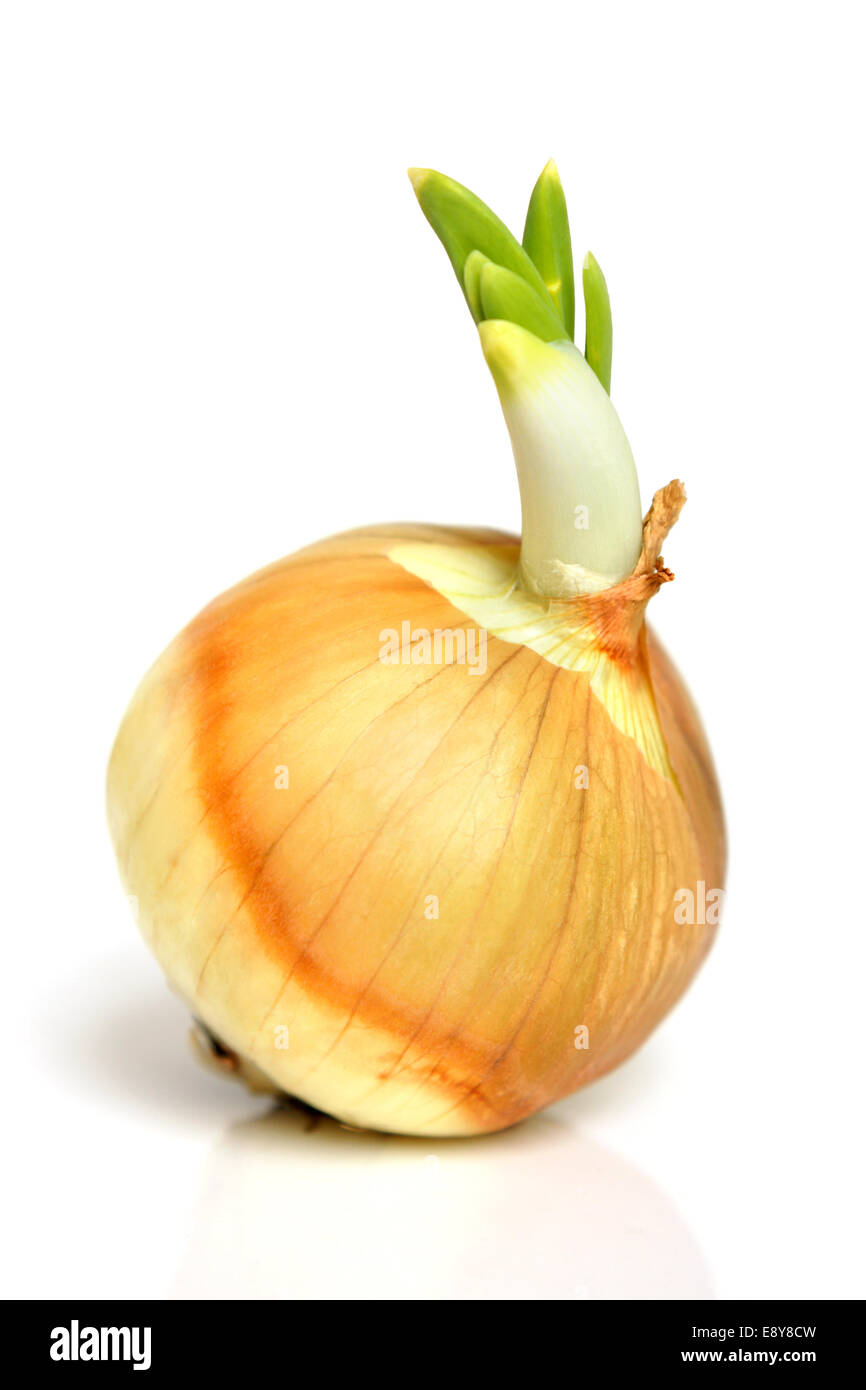 Slit detail Cut Out Stock Images & Pictures - Alamy