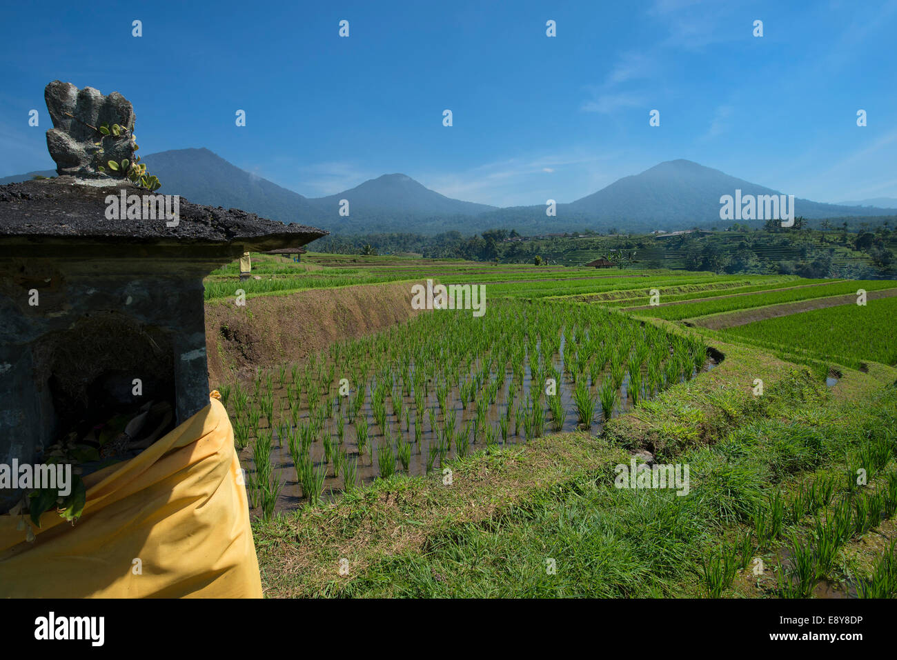 Rice terraces, Jatiluwih, Unesco World Heritage Site, Bali, Indonesia Stock Photo - Alamy