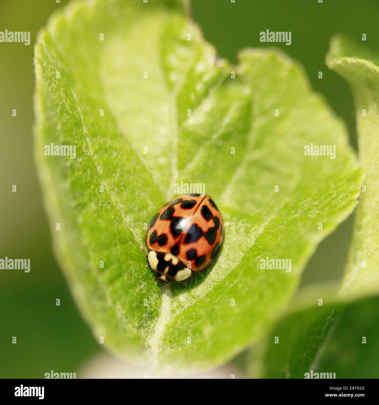 Bug form hi-res stock photography and images - Alamy