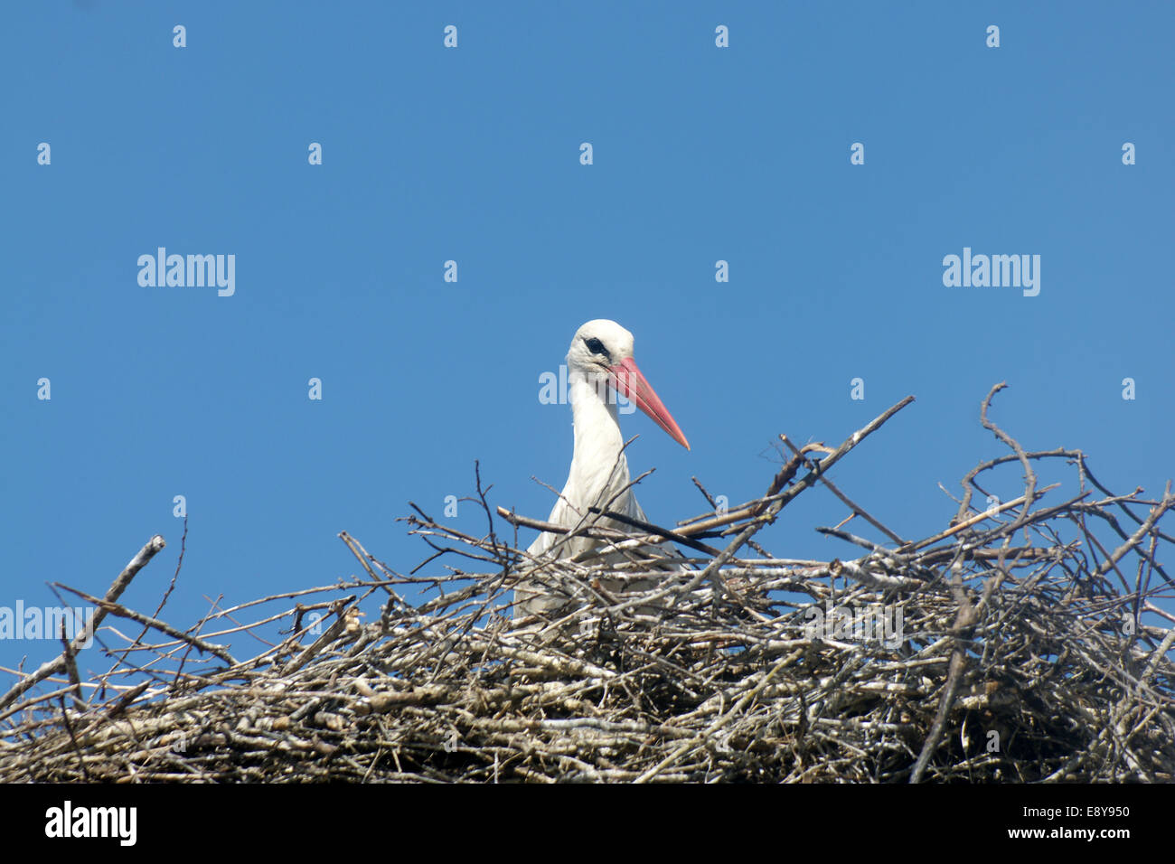 Stork baby care hi-res stock photography and images - Alamy