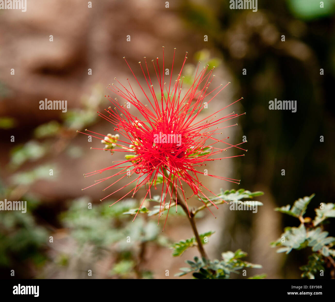 Fairy Duster Pruning