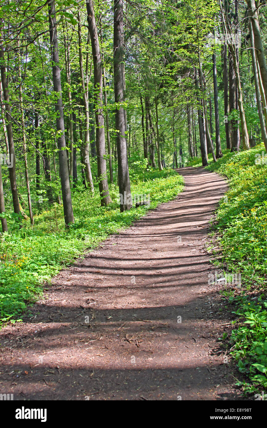 Lush green forest path hi-res stock photography and images - Alamy