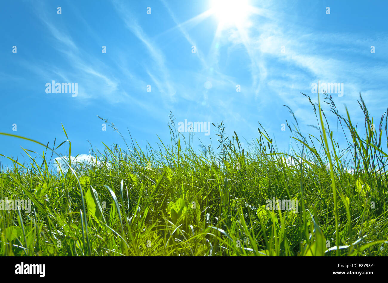 Green Grass With Blue Sky And White Clouds Stock Photo - Alamy