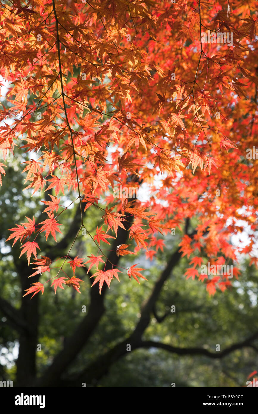 Shadow of maple leaf hi-res stock photography and images - Alamy