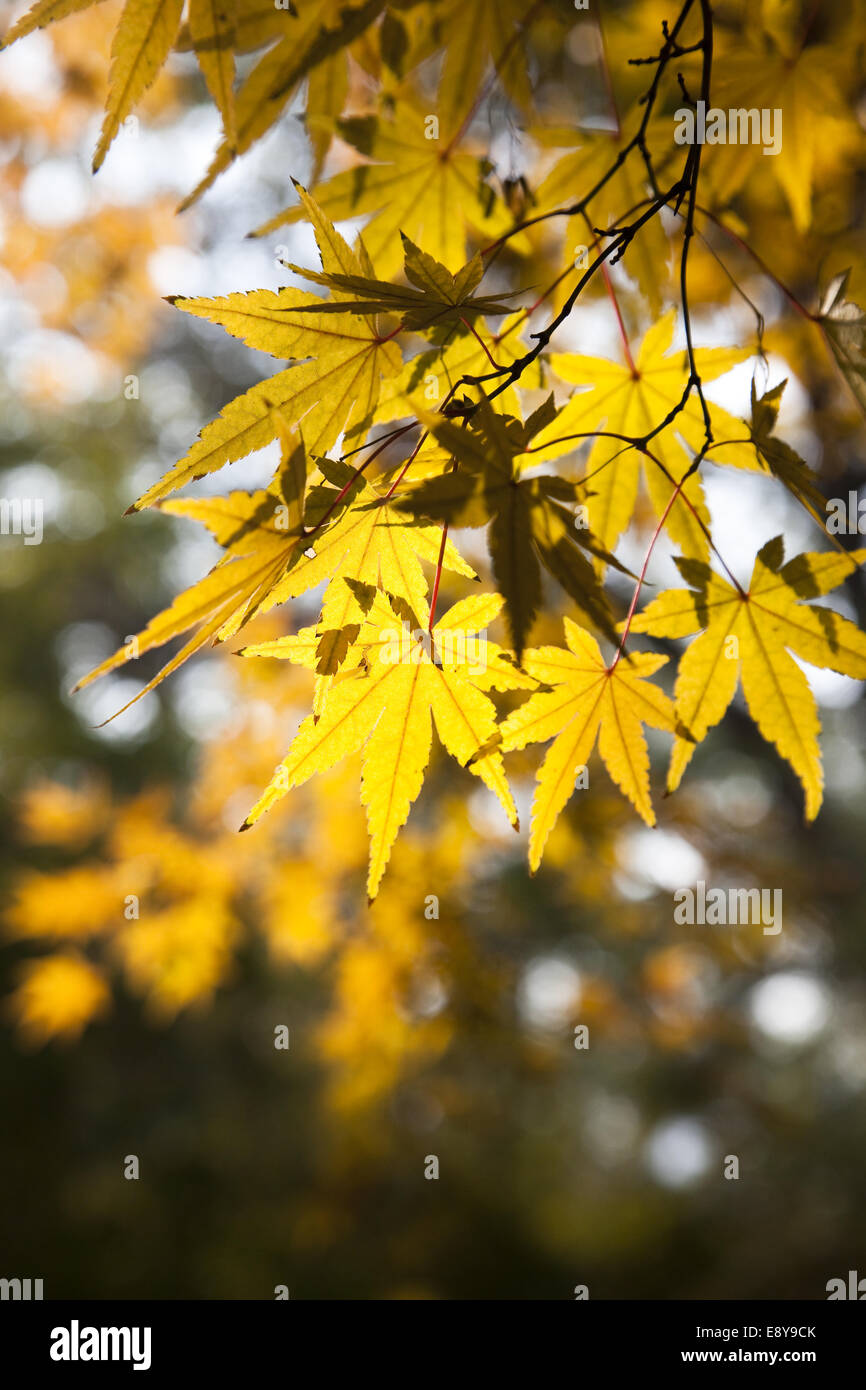 Shadow of maple leaf hi-res stock photography and images - Alamy