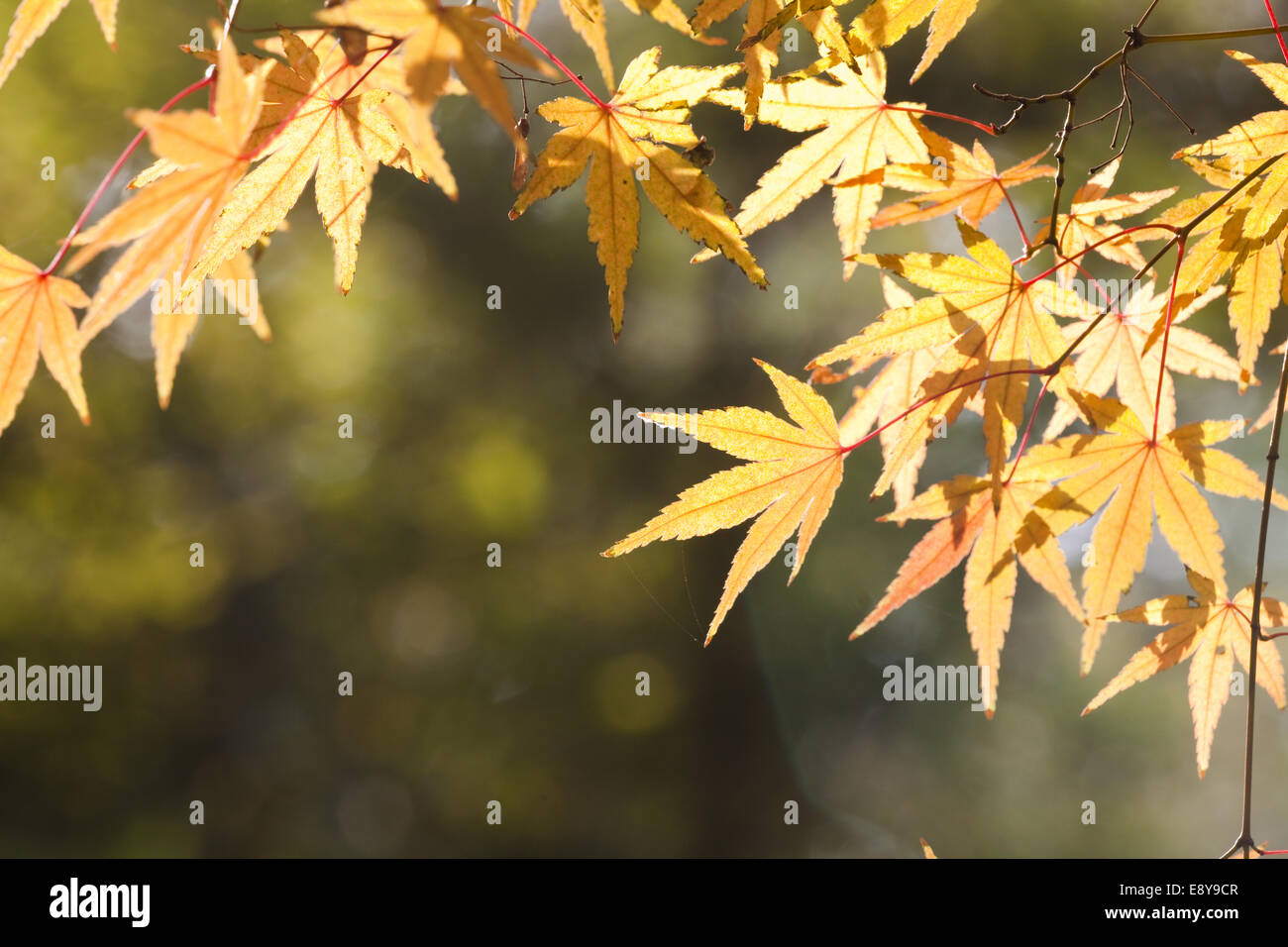 Shadow of maple leaf hi-res stock photography and images - Alamy