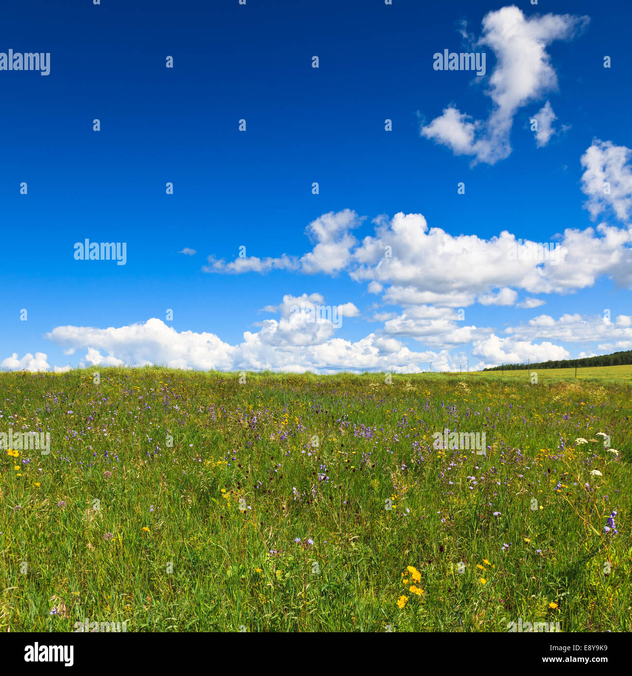 scene of the meadow Stock Photo - Alamy