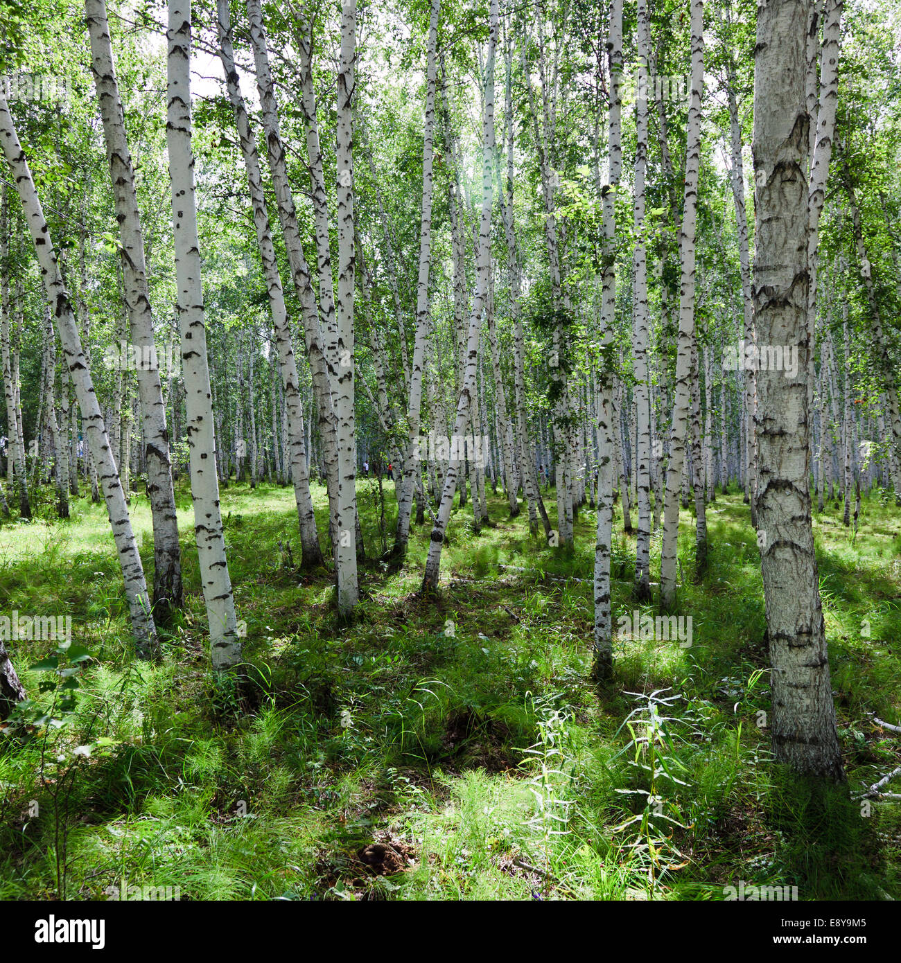 Birke baum hi-res stock photography and images - Alamy