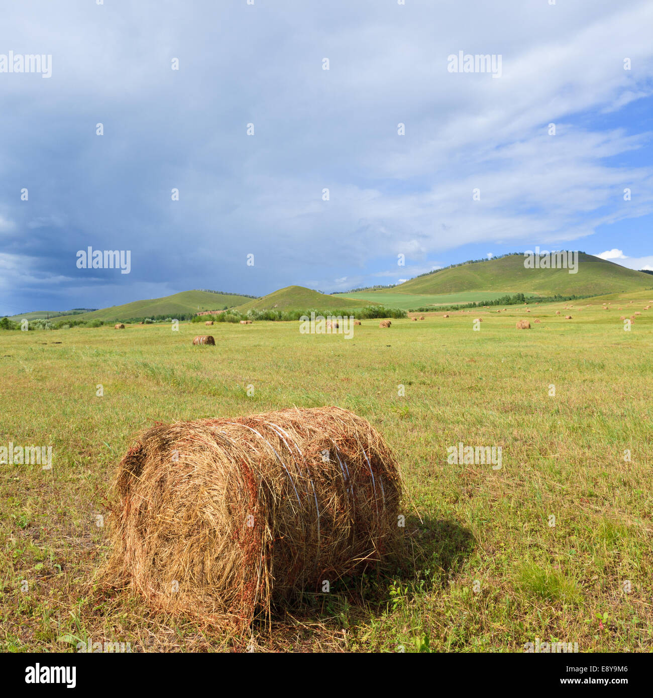 Mongolei grasland hi-res stock photography and images - Alamy