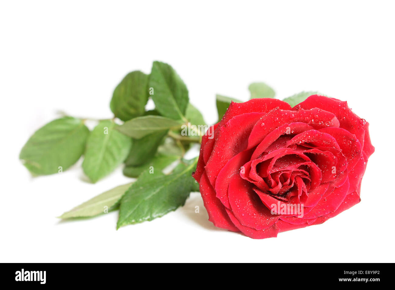 Red blooming rose buds Cut Out Stock Images & Pictures - Alamy