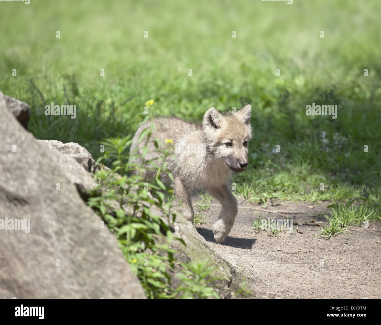 Wolf with wolf cubs hi-res stock photography and images - Alamy