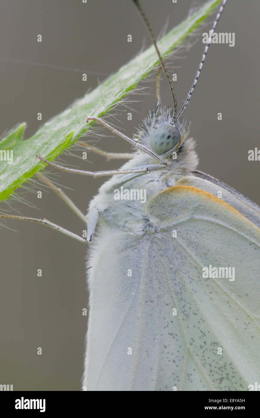 Papilionaceous hi-res stock photography and images - Alamy