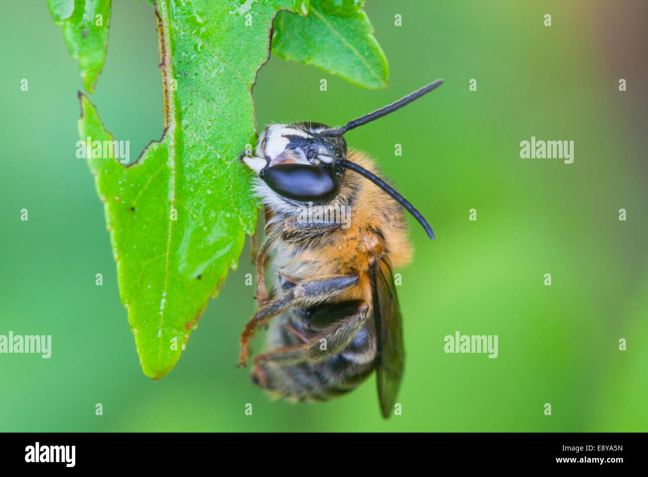 Shaggy bee hi-res stock photography and images - Alamy
