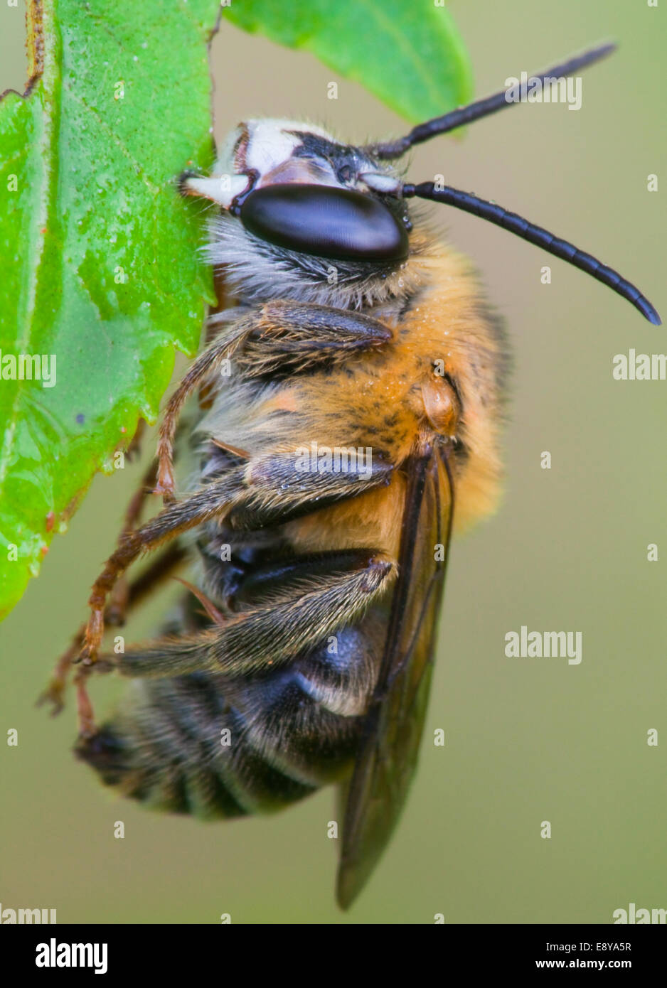 Furry bee hi-res stock photography and images - Alamy