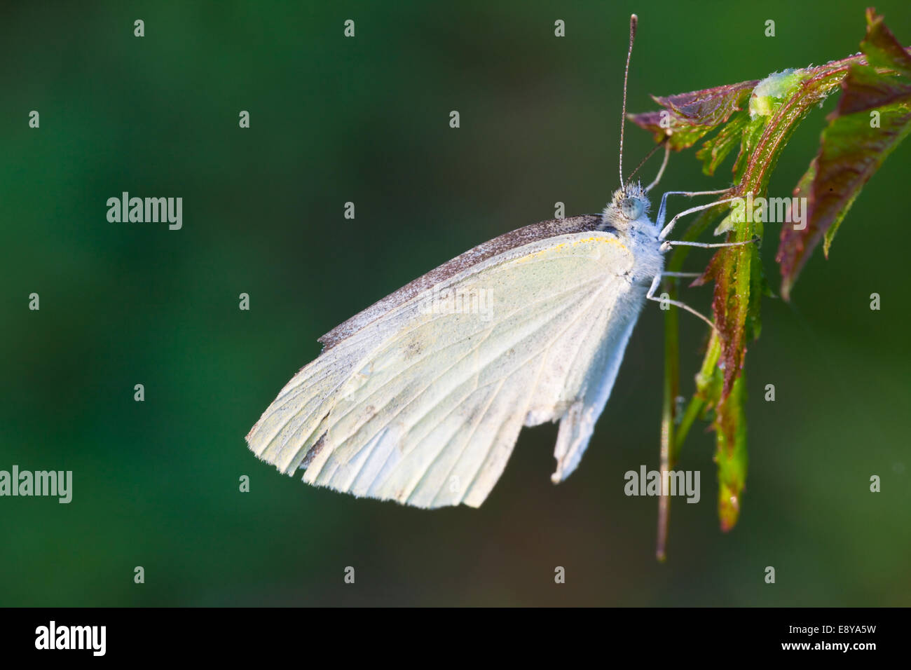 Papilionaceous hi-res stock photography and images - Alamy