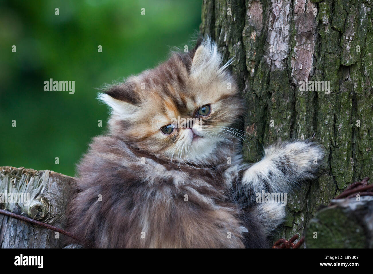 Cat na hi-res stock photography and images - Alamy