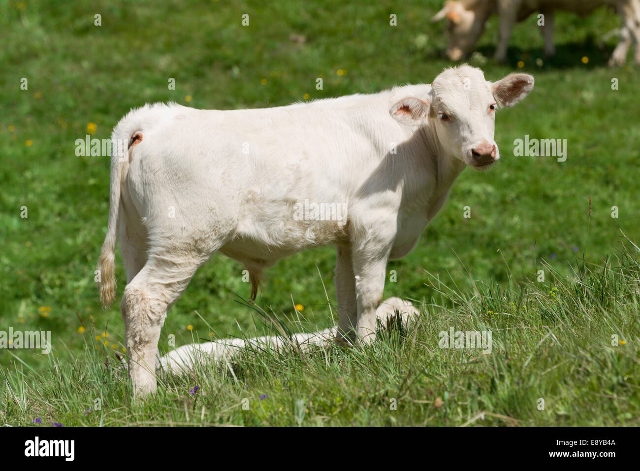 calf in a prairie Stock Photo - Alamy