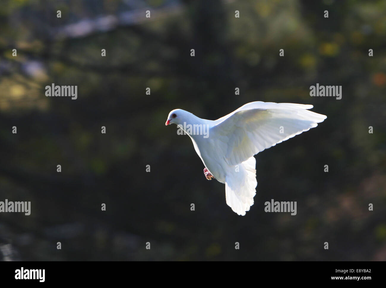 Dove flapping wings hi-res stock photography and images - Alamy